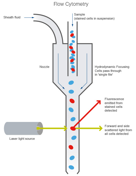 Flow cytometry training | Abcam